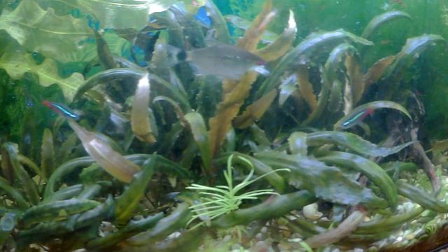 Ч 59 Аквариум Борюсь с катушками