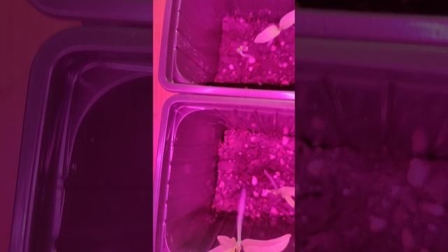 Рассада томатов, посадили 8 сортов,  название