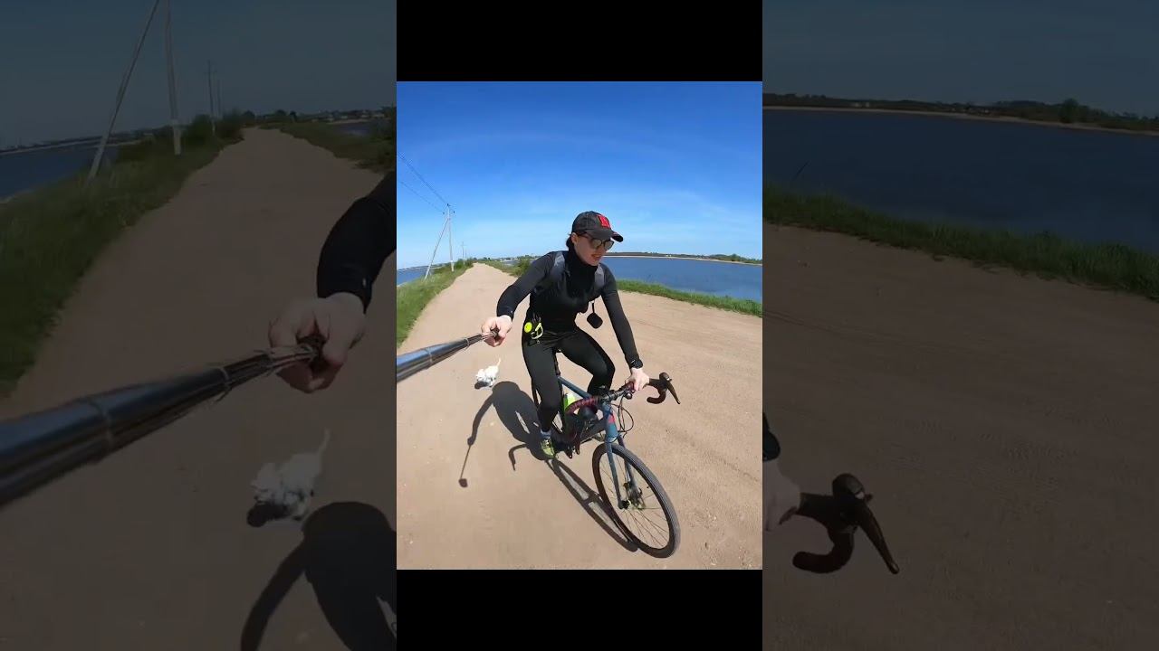 #bike #joring #whitedog   #yorkshire #funnydog