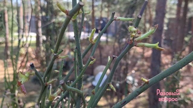 Открываем РОЗЫ в контейнерах ВЕСНА 2025