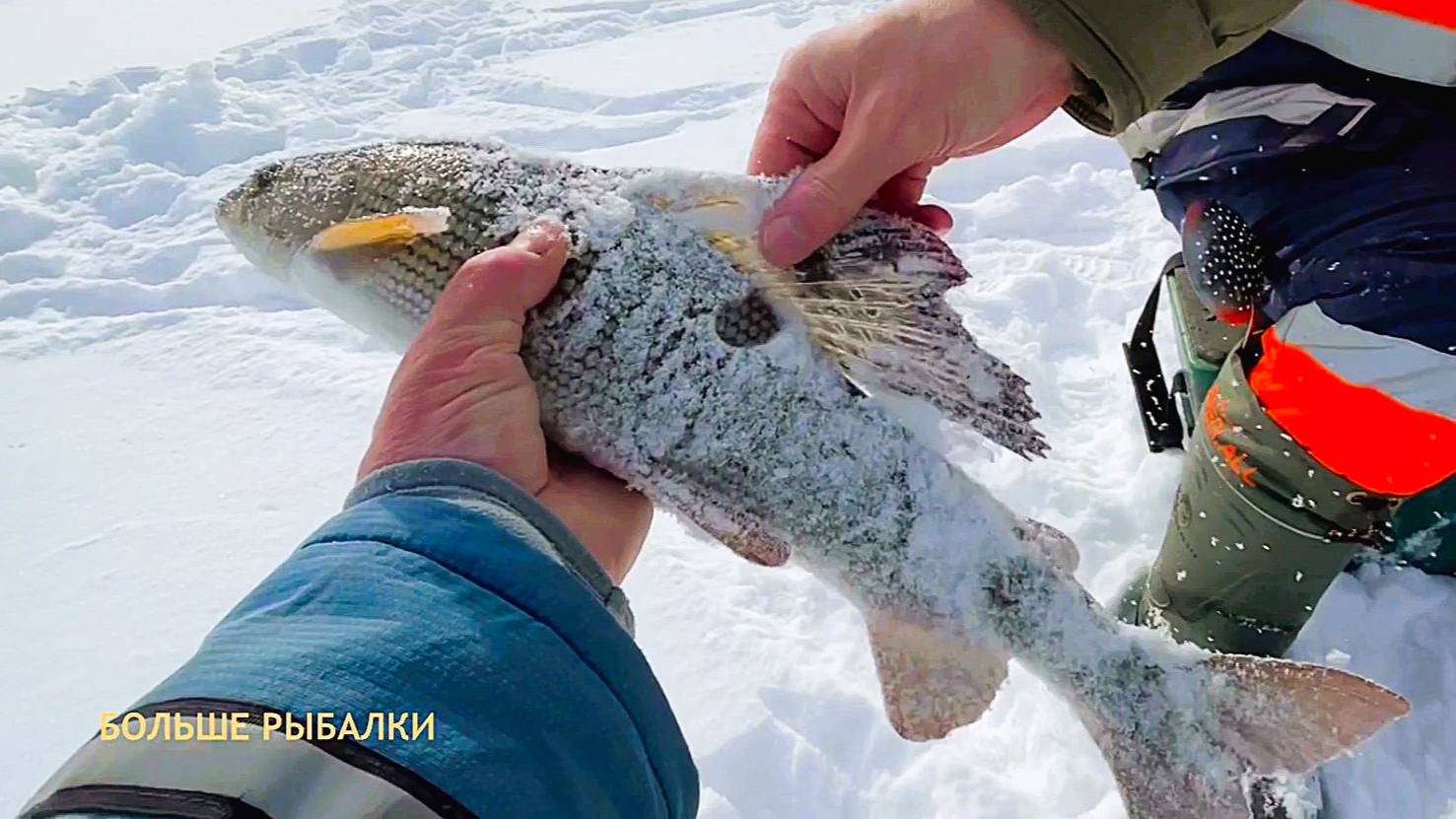 Туэльм. ПРИКЛЮЧЕНИЯ  на снегоходах. ХАРИУСЫ порадовали. Горные тундры. #17