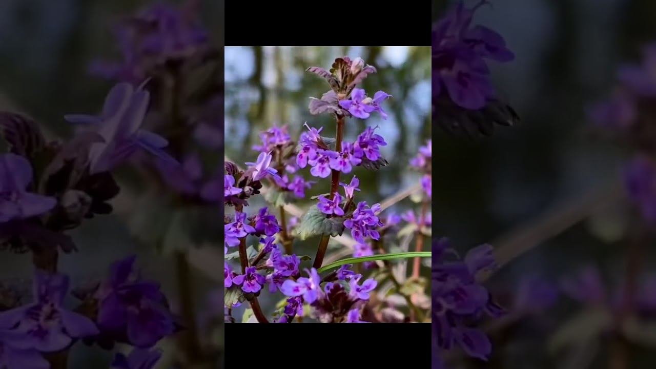 Вдоль питьевого канала с Лакки