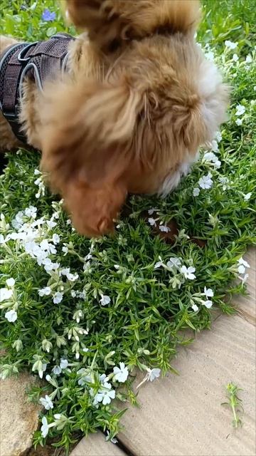 Когда Спарки был маленьким 💮🌿🌱🍃👉👀🐶👍