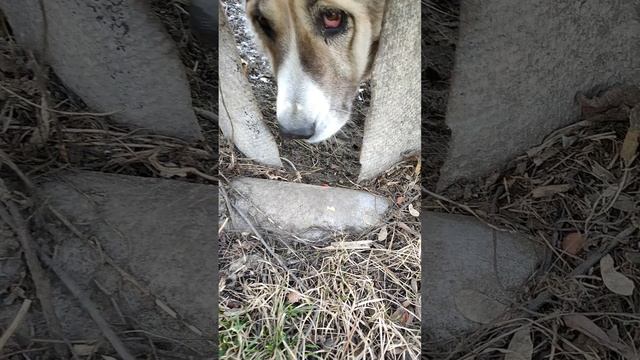 Соседка Вика.