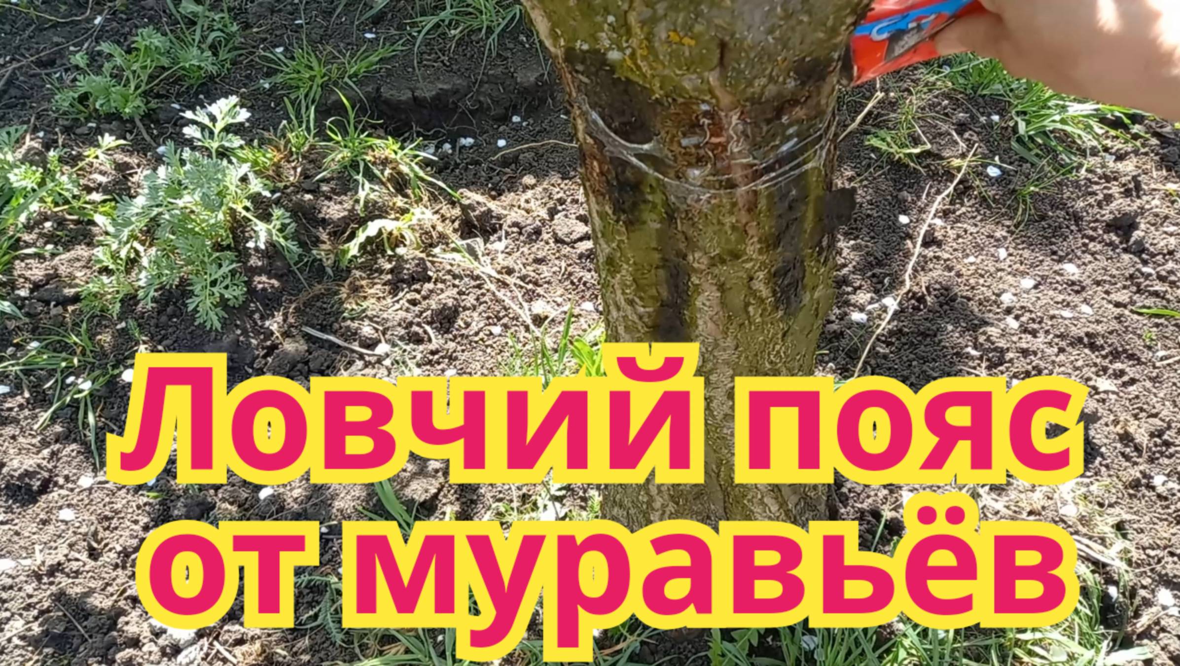 Как легко и просто, сделать ловчий пояс от муравьев ,на плодовом дереве.