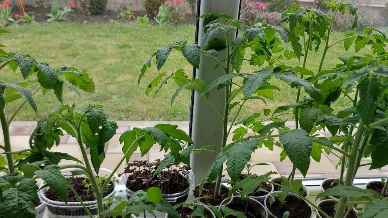 Высаживаем томаты в открытый грунт на юге.