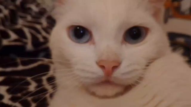 Кошка-Тигра. Барбариска она же Майя.