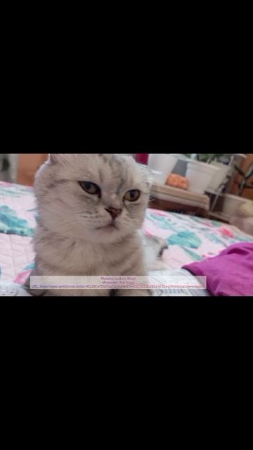 Кошечка Буся