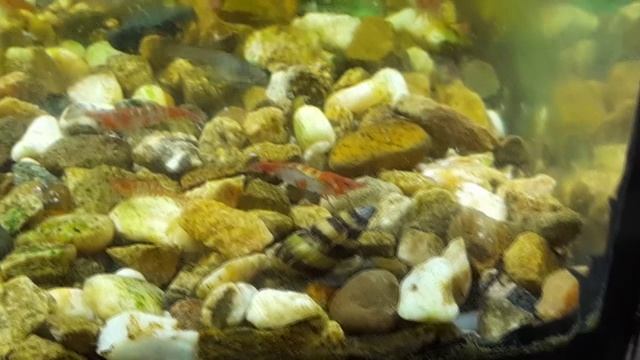 Ч 62 Аквариум Икра анциструса