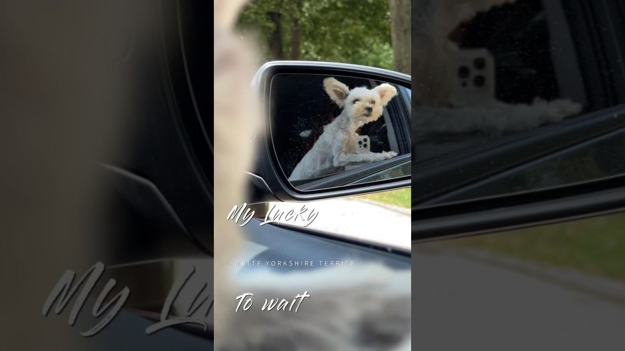 Ждемс #whitedog #yorkshire #dog #funnydog #puppy #terrier #голддаст
