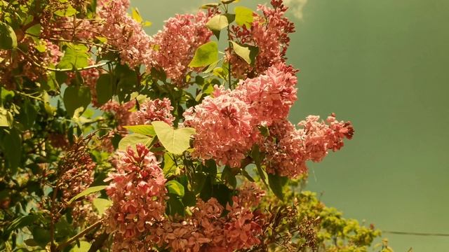 Цветущая сирень (апрель 2025)