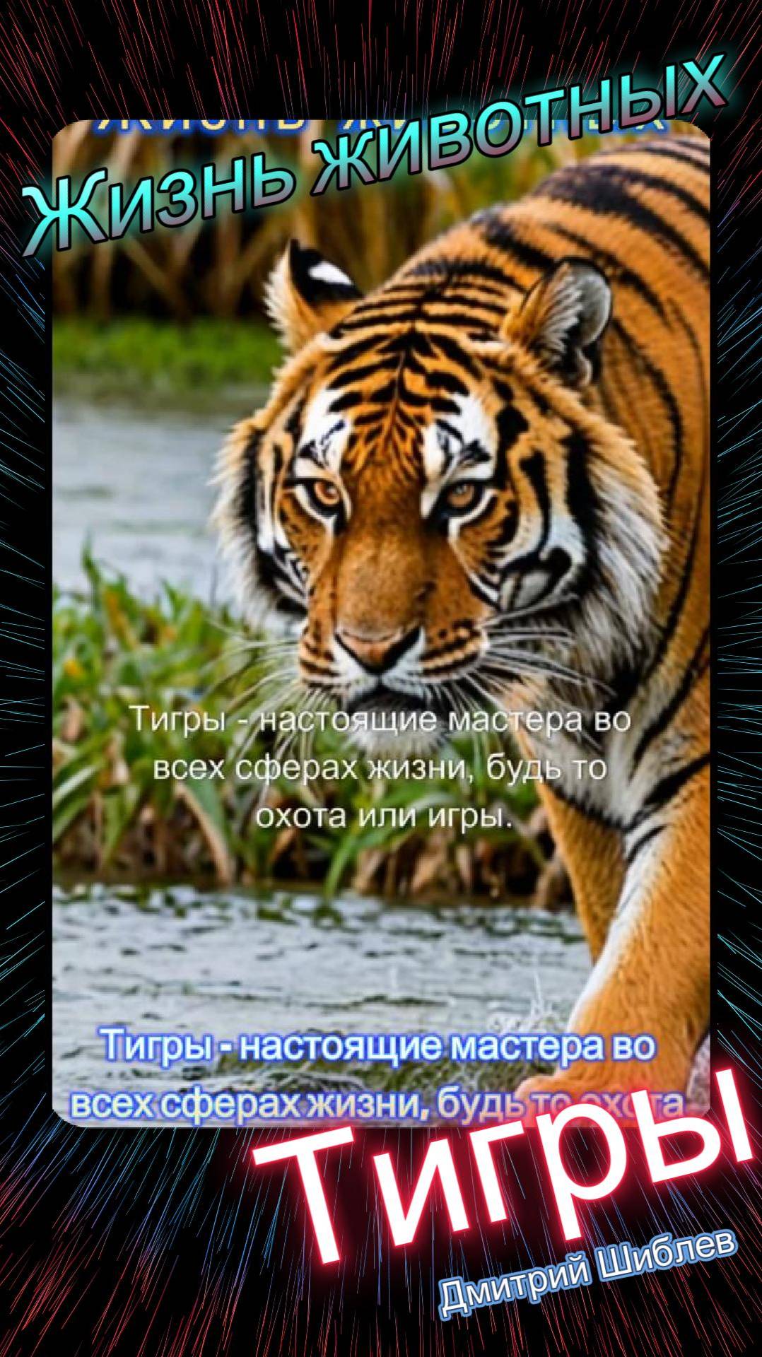 Тигры (Жизнь животных)