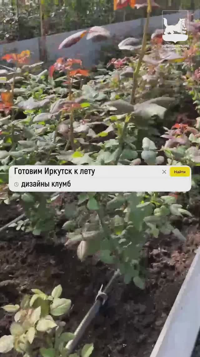 #Готовим_Иркутск к лету – дизайн клумб