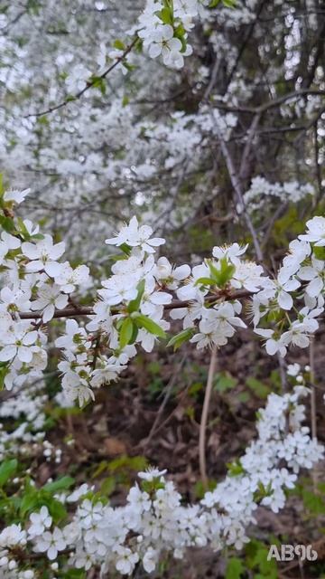 Цветущая вишня в Суворовском парке #ab96 #природа #Москва #весна #вишня #nature #cherry #spring