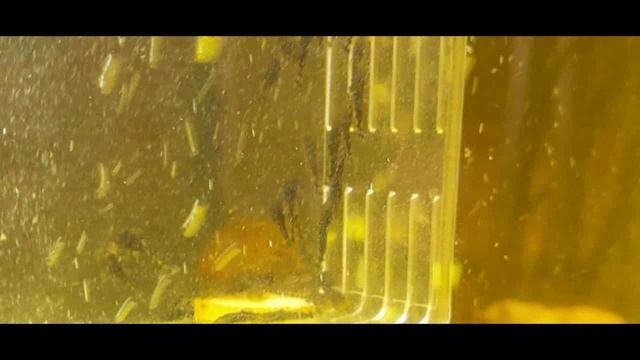 Ч 63 Аквариум Развитие икры Мальки