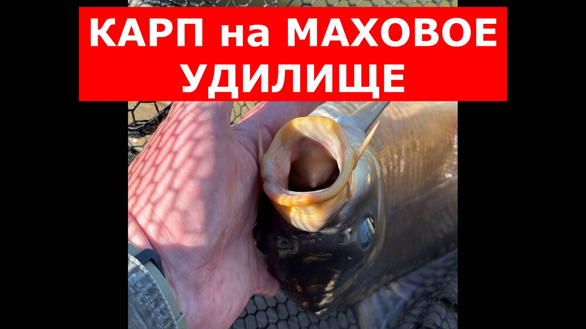 ЛОВИМ КАРПА МАХОВЫМ УДИЛИЩЕМ | КАК ПРАВИЛЬНО ВЫВАЖИВАТЬ КАРПА на ГЛУХОЙ МАХ? SABANEEV EVOLUTION Pro