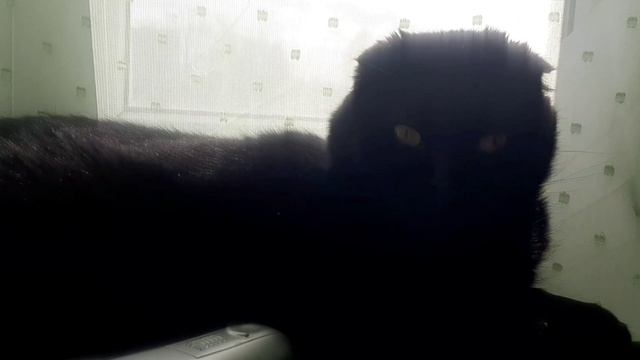 Музыкотерапия🐶🐱 Царство сна😴 Музыка ДЛЯ СНА И РЕЛАКСА💤