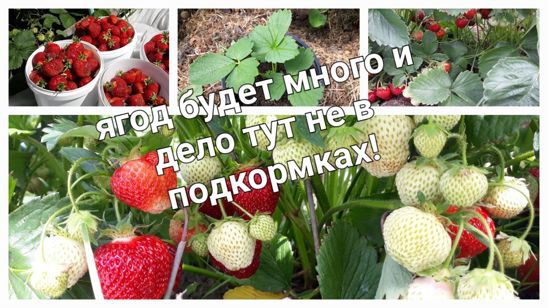 С чего начинать весенний уход за клубникой.