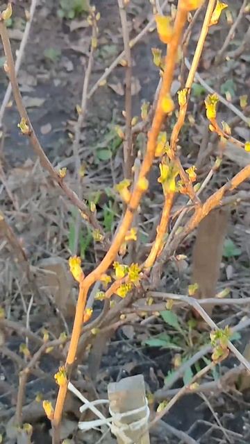 Смородина распустила свои почки