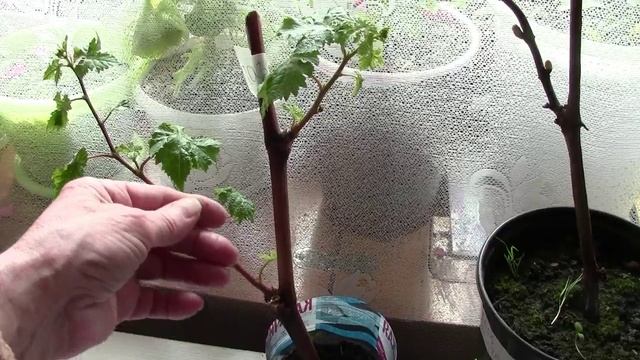 Муромцево 23  апреля 2025 Сорт винограда Зилга.*** покупной на рынке***