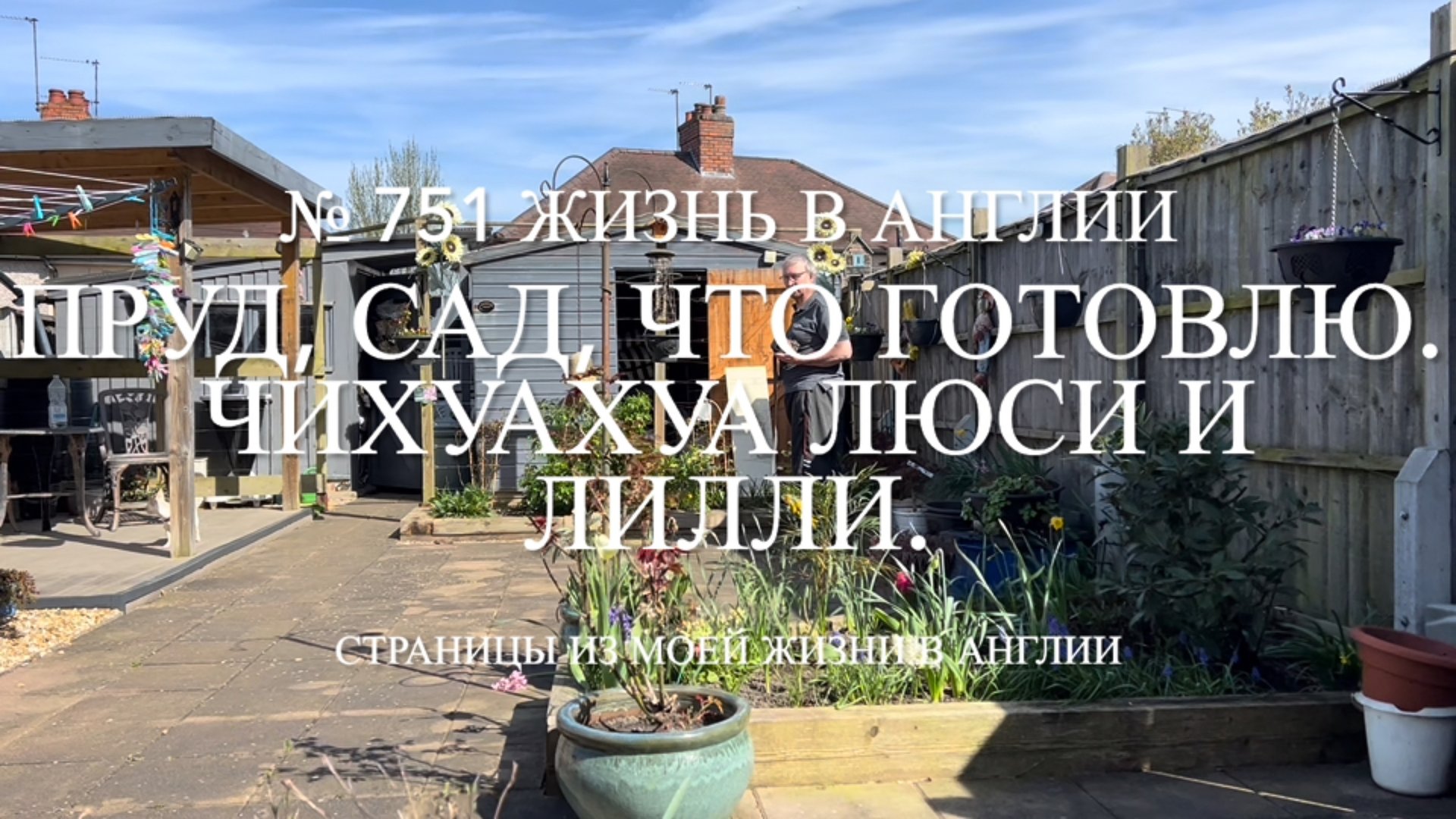 Сад, пруд. Что готовлю. Про чихуахуа Лилли и Люси. № 751 Жизнь в Англии