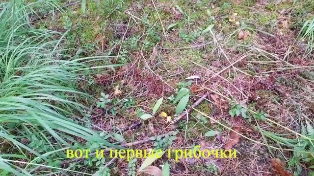 Миссия - Жареные лисички!