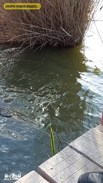 Рыбалка апрель 2025 ЗЕРКАЛЬНЫЙ КАРП