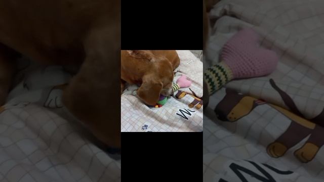 игрушка для любимки