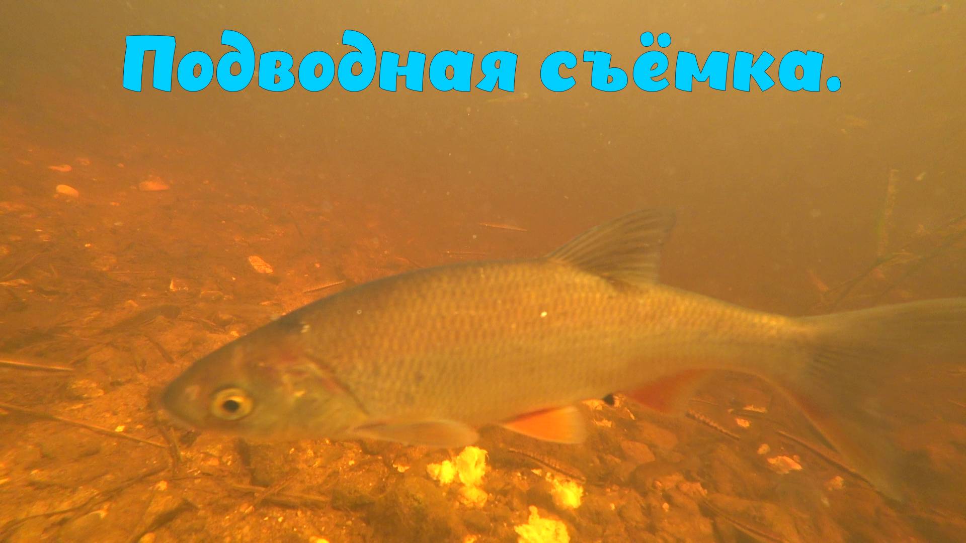 Подводная съёмка.