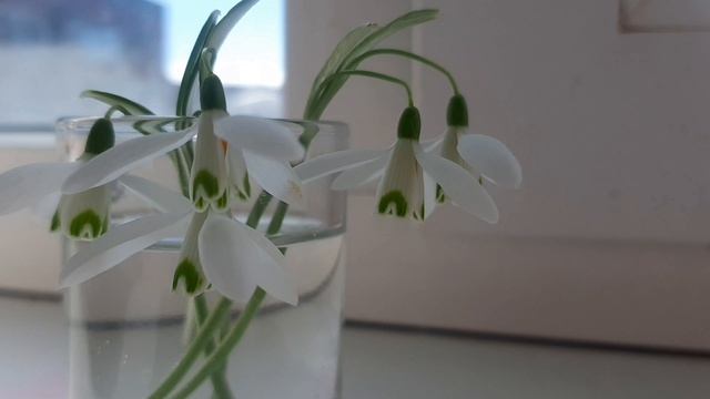 Весенние чары🌸Звуки природы🍃Музыка ДЛЯ СНА💤