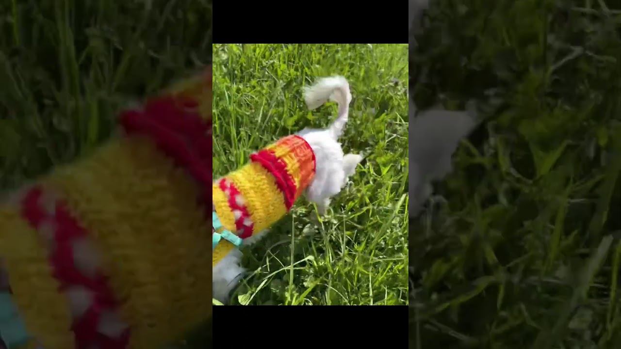 Белый Йорк , весна, цветочки #funnydog #whitedog #terrier #yorkshire #dog #puppy