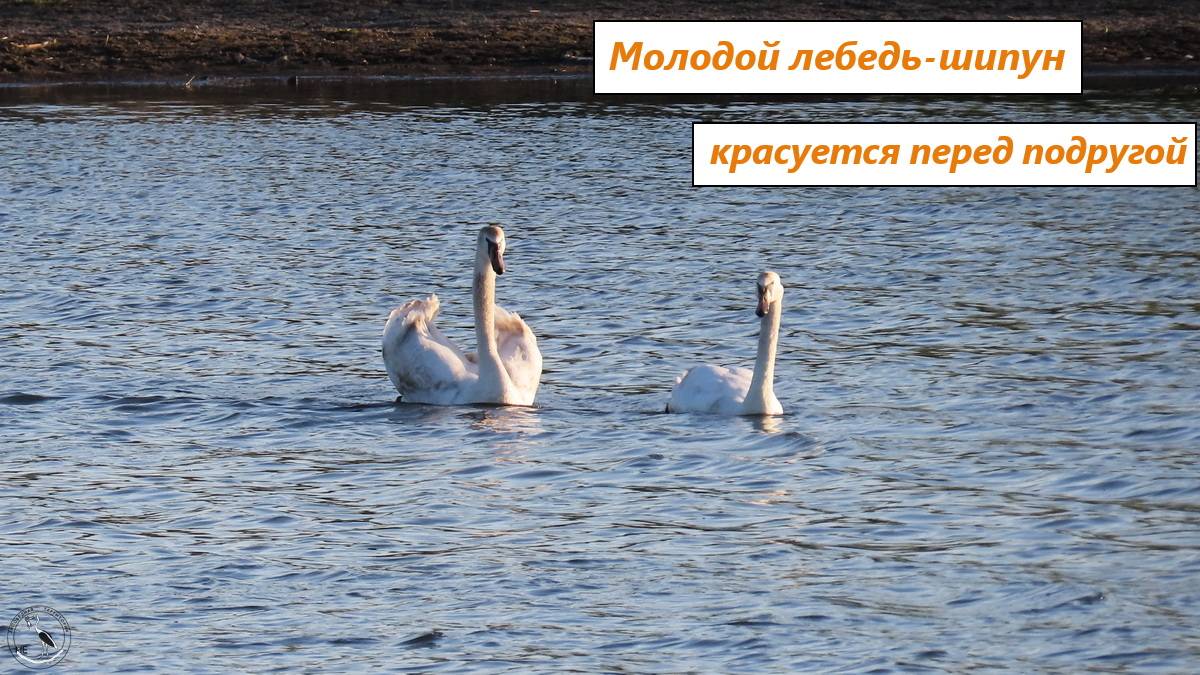 Молодой лебедь-шипун красуется перед подругой, она принимает ухаживания