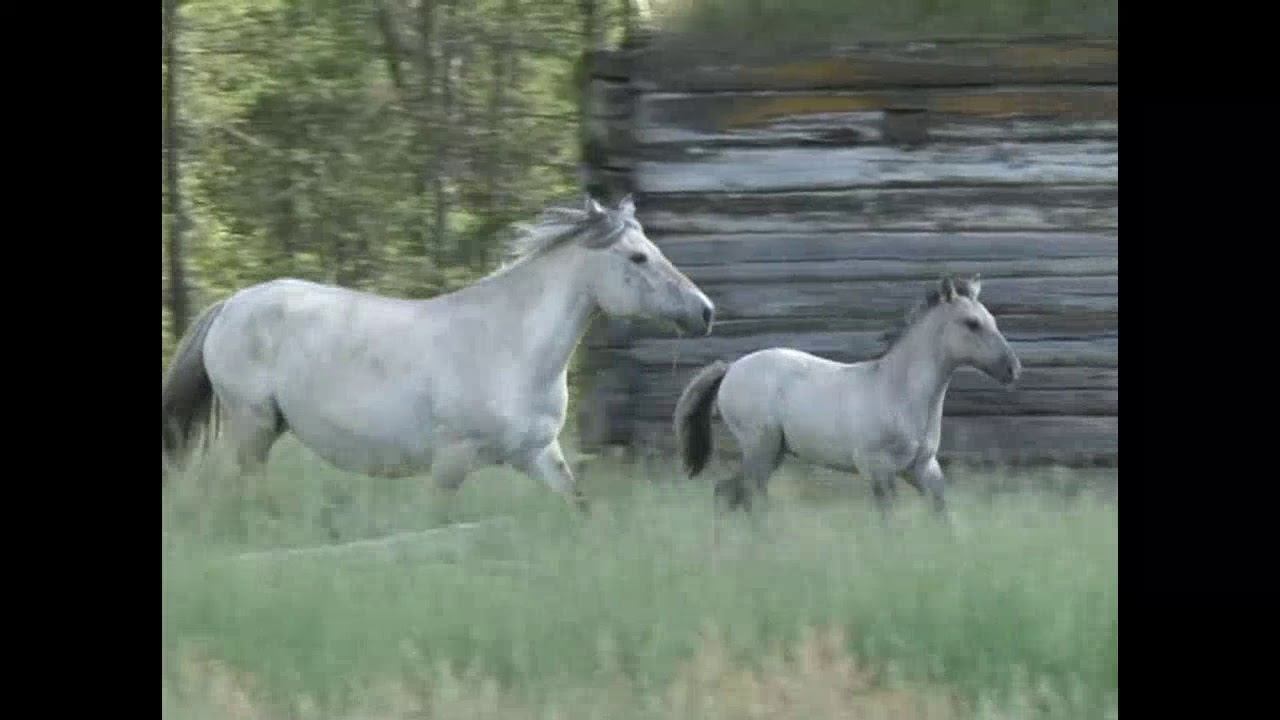 Тойон Мүрү — Саха сирин биир кэрэ көстүүлээх киэҥ улахан алааһа. 4 чааһа