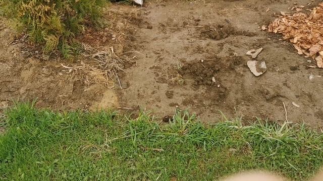 Новые растения из Подворья, полезные и красивые. 23.04.2025. Ленобласть