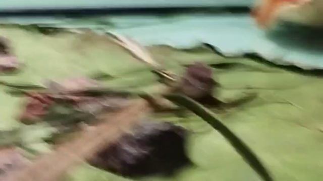 поймал второго чёрно-белого жука усача часть 4