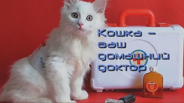 Кошка ваш домашний доктор