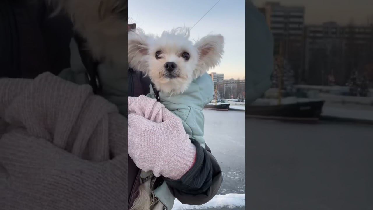 Little white York is walking around the snowy city