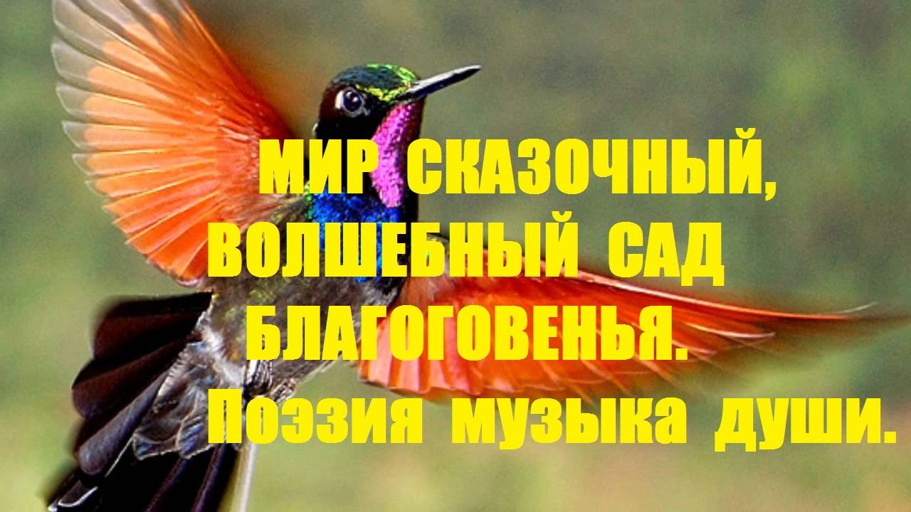 МИР СКАЗОЧНЫЙ, ВОЛШЕБНЫЙ САД БЛАГОГОВЕНЬЯ . Автор стиха А. Соколов. Автор ролика В. Голикова.