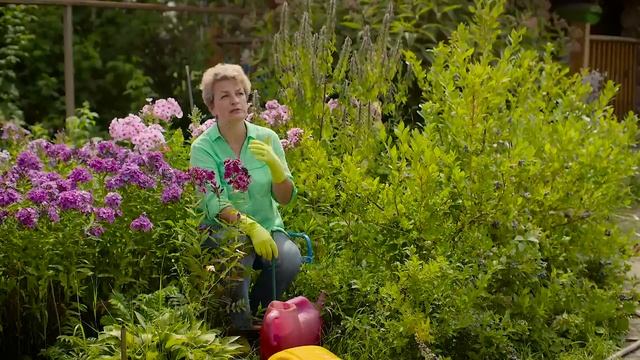 Чем подкормить голубику для крупных сладких ягод #голубика