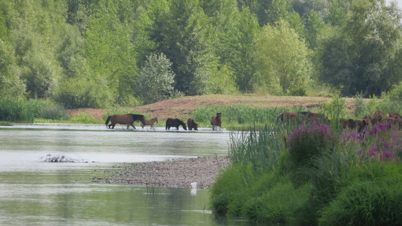Ах, Белая река...