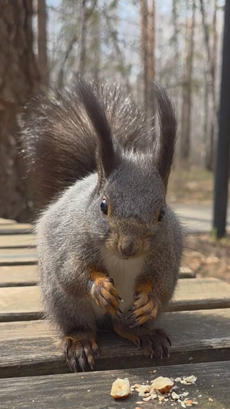 Эксперты подтверждают: аппетитно хрумкающие белки настраивают на позитив #shorts