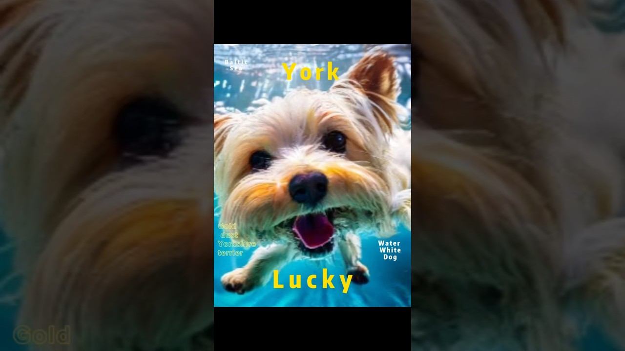 Water white dog #whitedog #yorkshire #funnydog #dog #puppy #terrier