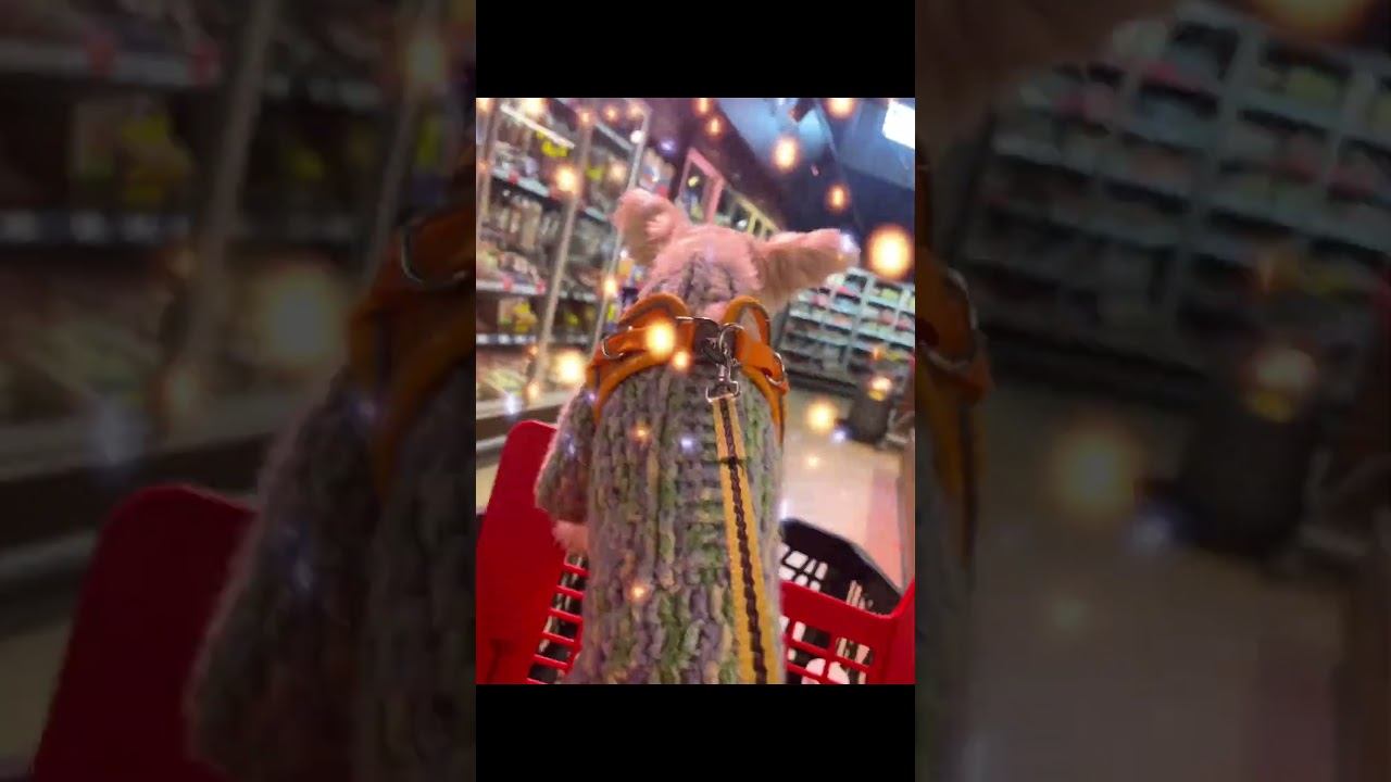 Гонки в тележке