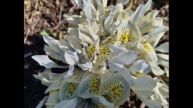 ПЕРВОЦВЕТЫ В МОЁМ САДУ