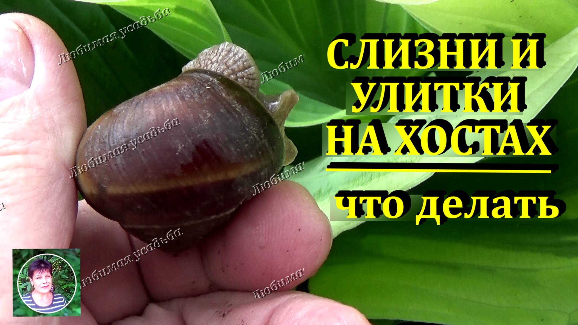 Улитки и слизни на хосте Как защитить хосты от слизней