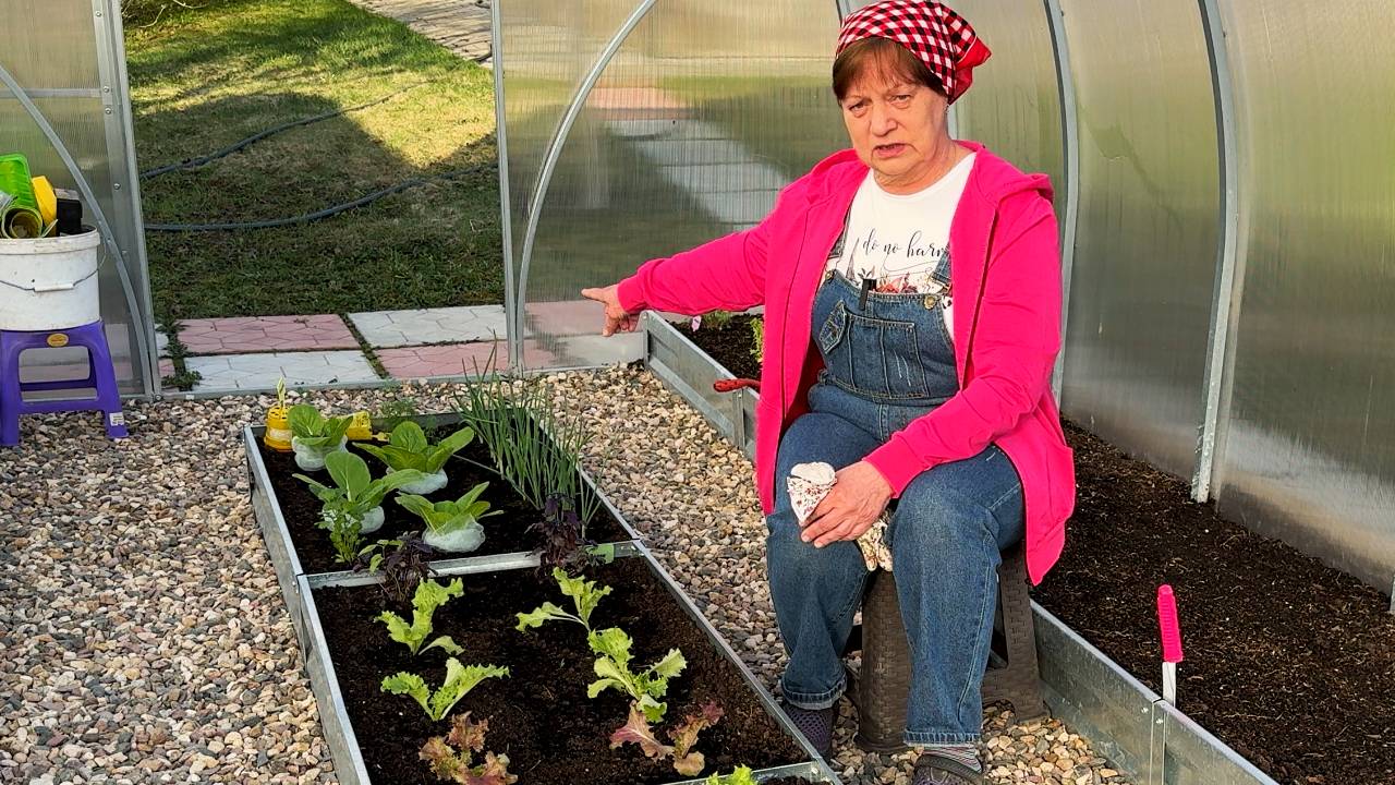 Высадила зелень в теплицу.