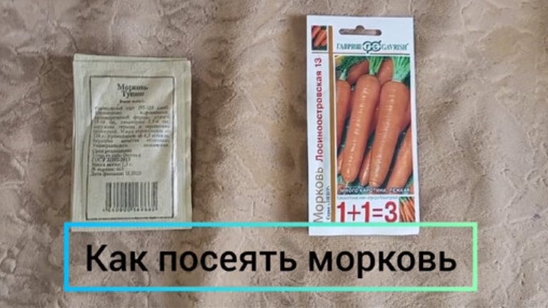 Как я подготавливаю семена моркови и высаживаю в грунт