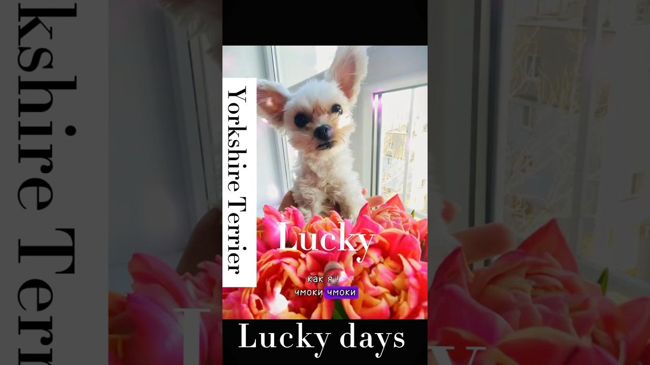 С праздником #yorkshire #yorkie #whitedog #golddust