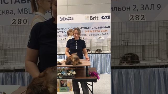 Курильский бобтейл на выставке