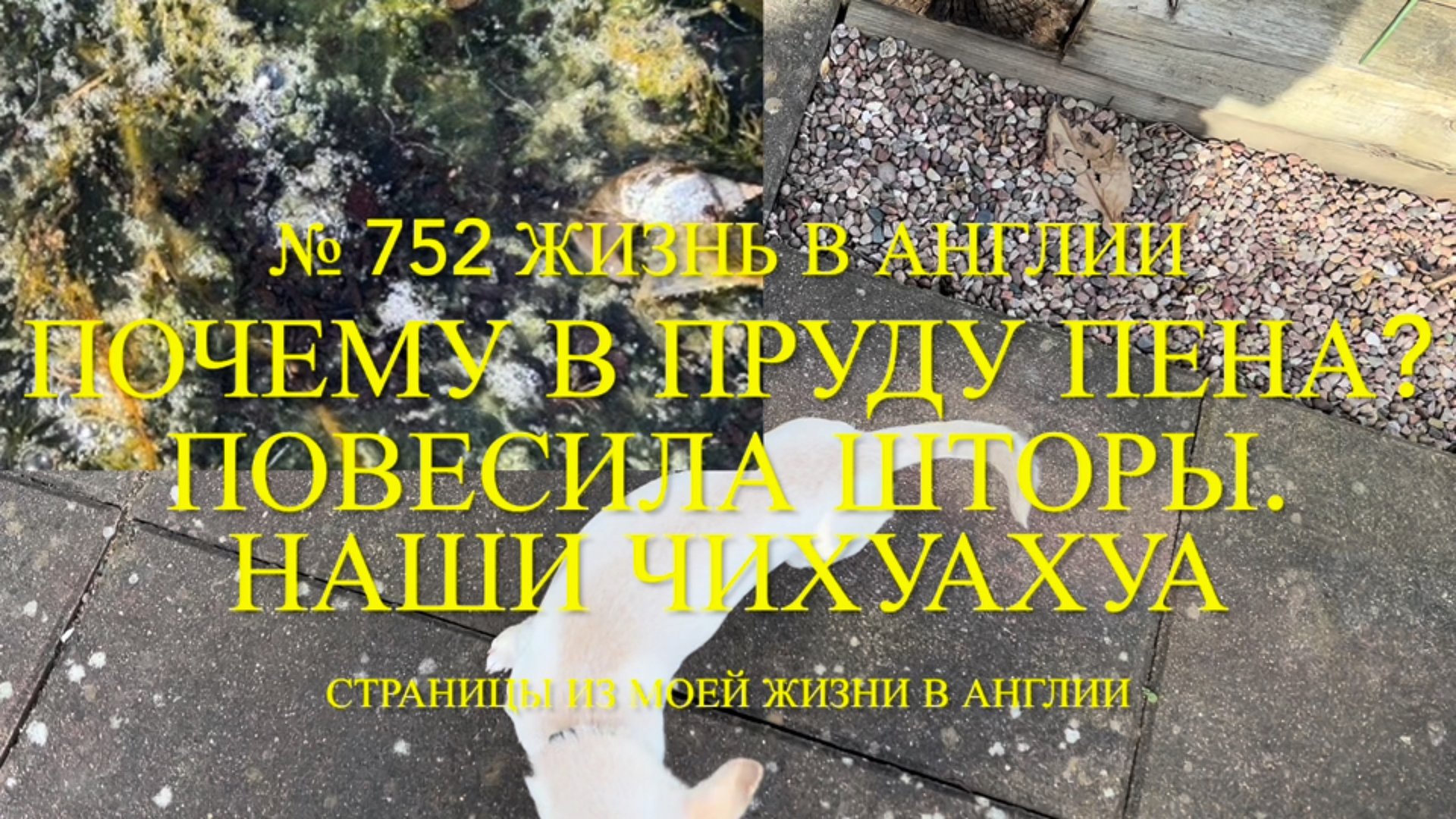Почему в пруду пена? Повесила занавески. Люси и Лилли. № 752 Жизнь в Англии